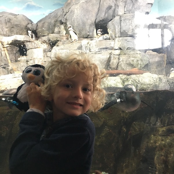 monterey-aquarium-pingouins – Cynthia bavarde